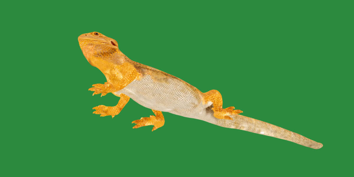 Inland Bearded Dragon Lizard - 3D Model by Nyilonelycompany