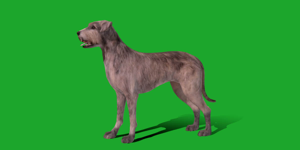 Irish Wolfhound Dog - 3D Model by Nyilonelycompany
