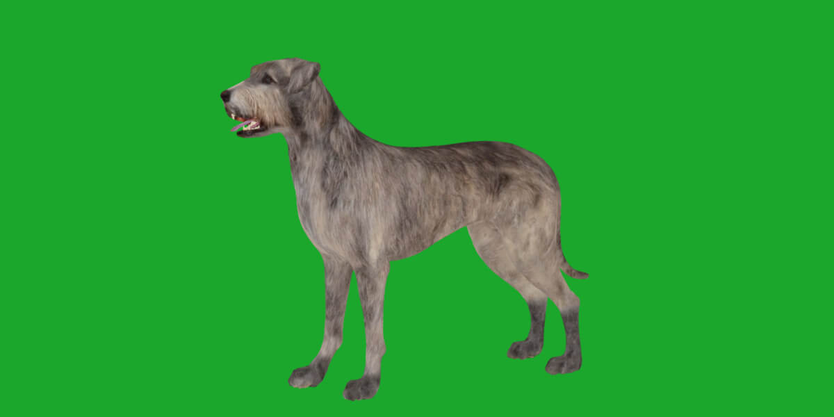 Irish Wolfhound Dog - 3D Model by Nyilonelycompany