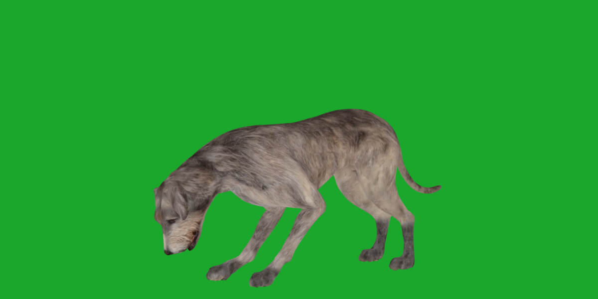 Irish Wolfhound Dog - 3D Model by Nyilonelycompany
