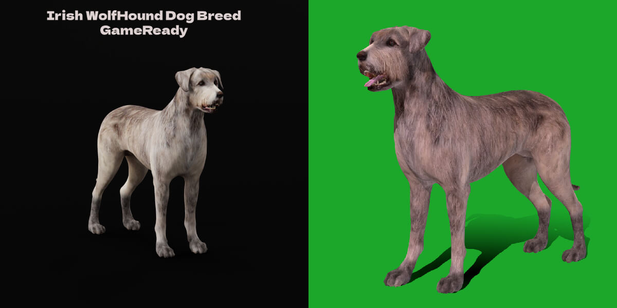 Irish Wolfhound Dog - 3D Model by Nyilonelycompany