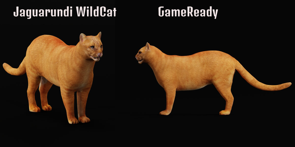 Jaguarundi Wildcat - 3D Model by Nyilonelycompany