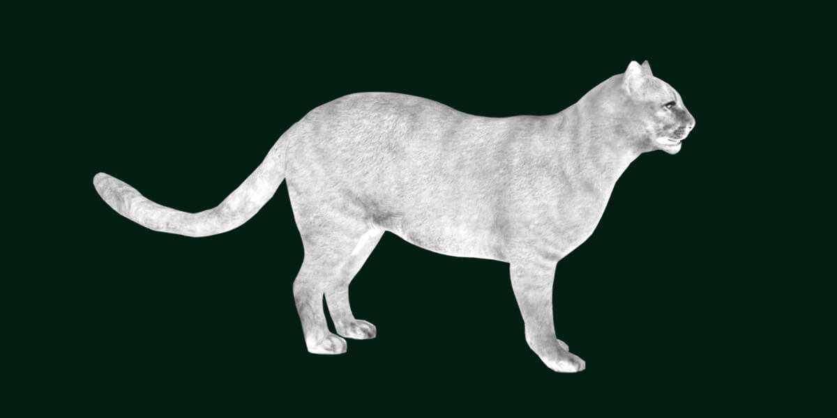 Jaguarundi Wildcat - 3D Model by Nyilonelycompany