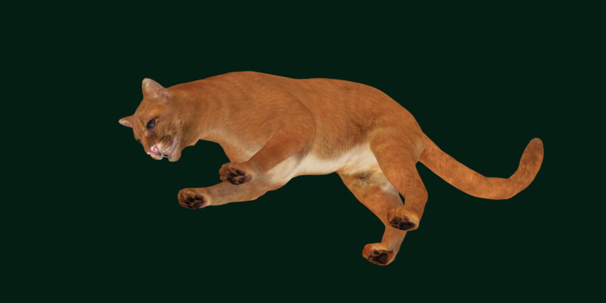 Jaguarundi Wildcat - 3D Model by Nyilonelycompany