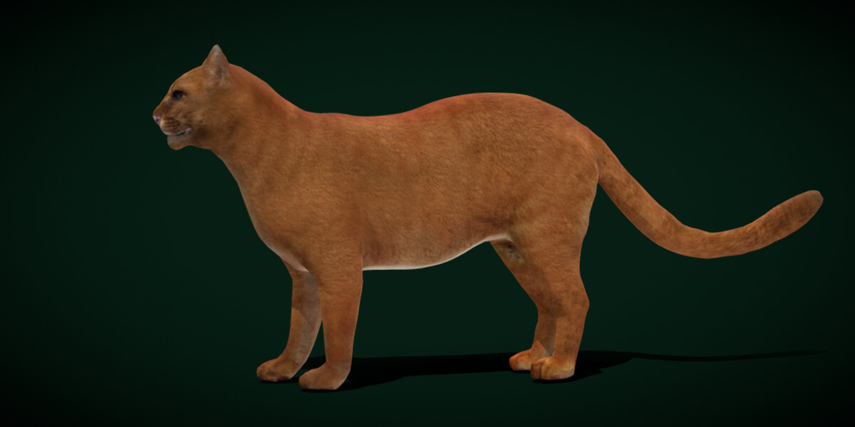 Jaguarundi Wildcat - 3D Model by Nyilonelycompany