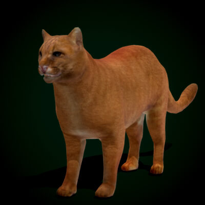 Jaguarundi Wildcat - 3D Model by Nyilonelycompany