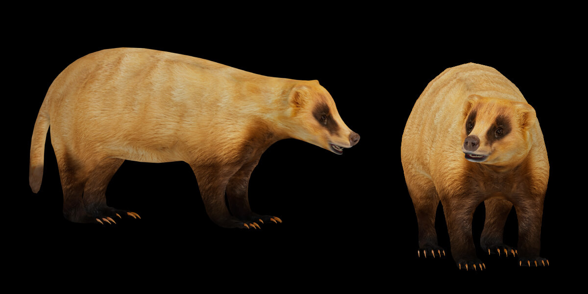 Japanese Badger - 3D Model by Nyilonelycompany