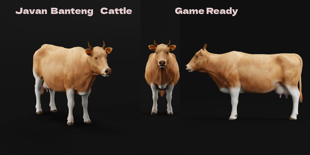 Javan Banteng Cattle - 3D Model by Nyilonelycompany