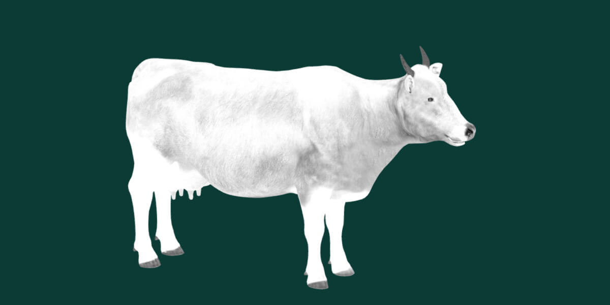 Javan Banteng Cattle - 3D Model by Nyilonelycompany