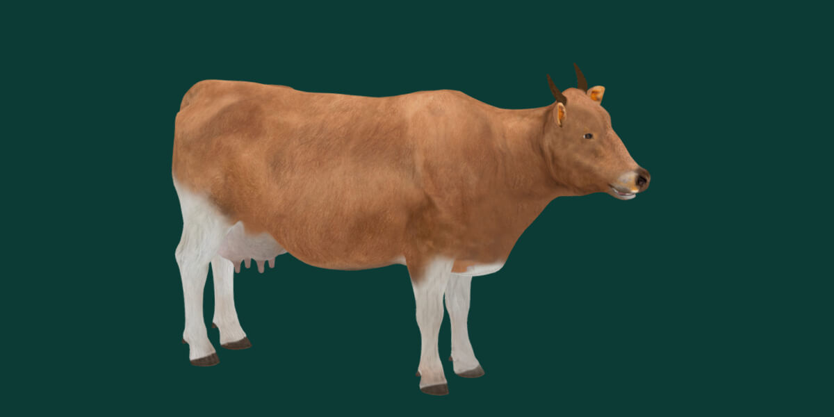 Javan Banteng Cattle - 3D Model by Nyilonelycompany