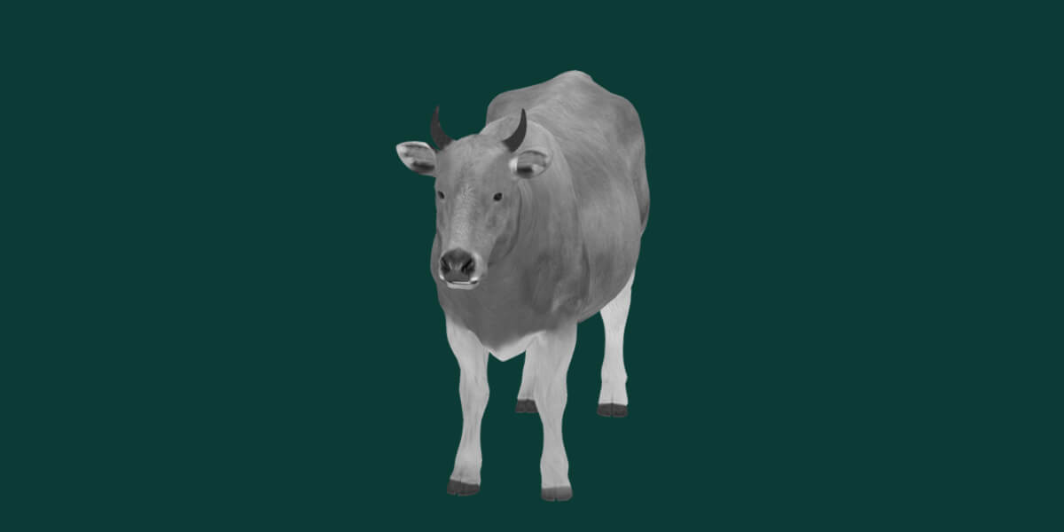 Javan Banteng Cattle - 3D Model by Nyilonelycompany