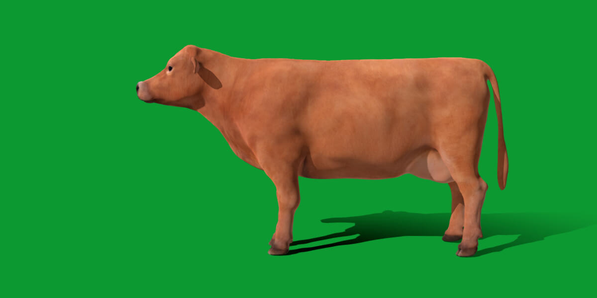 Jersey Dairy Cattle - 3D Model by Nyilonelycompany