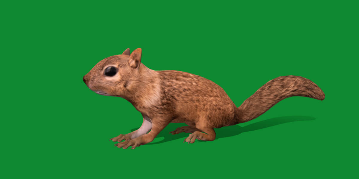 Juvenile California Ground Squirrel - 3D Model by Nyilonelycompany