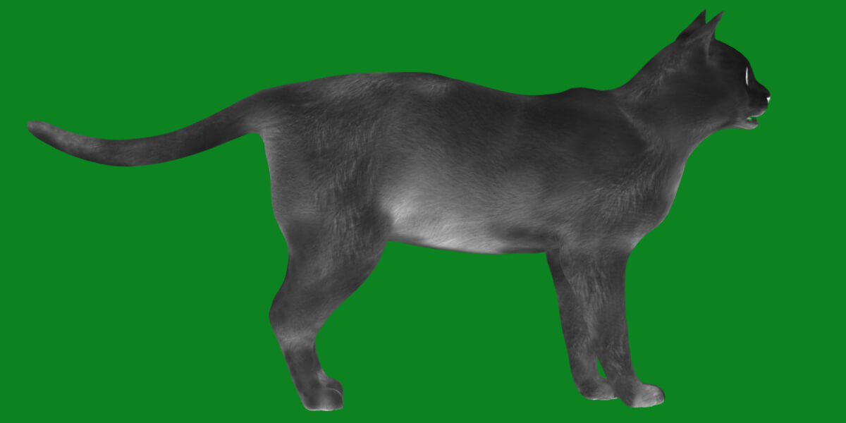 Khao Manee White Cat - 3D Model by Nyilonelycompany