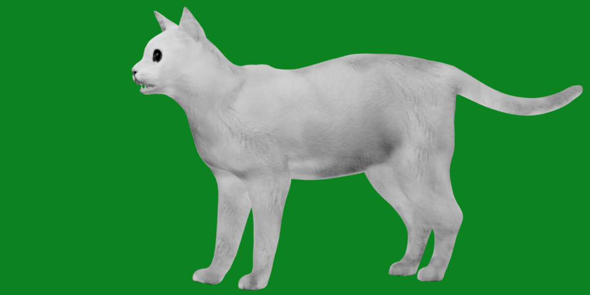Khao Manee White Cat - 3D Model by Nyilonelycompany