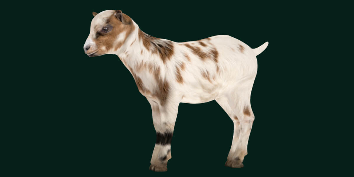 Kid Baby Goat Doeling - 3D Model by Nyilonelycompany