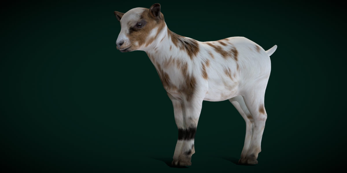 Kid Baby Goat Doeling - 3D Model by Nyilonelycompany
