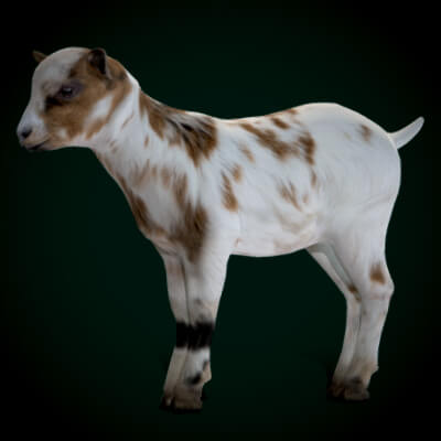 Kid Baby Goat Doeling - 3D Model by Nyilonelycompany