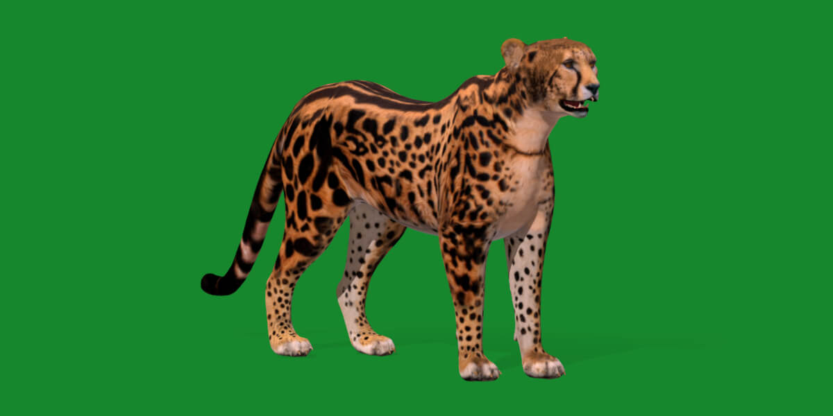 King Cheetah - 3D Model by Nyilonelycompany