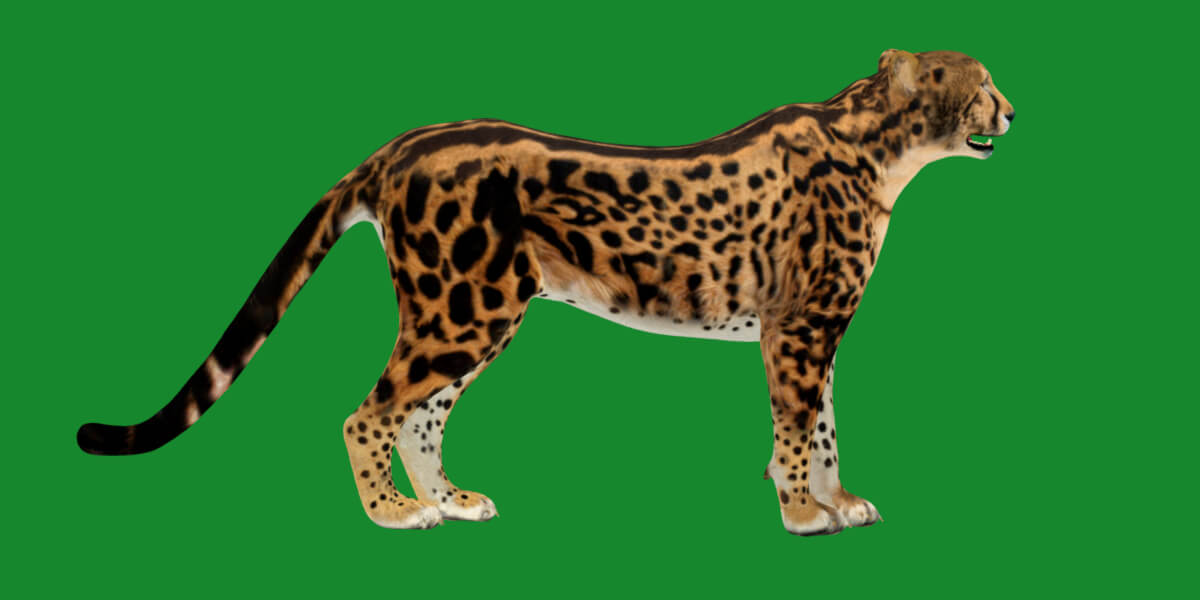 King Cheetah - 3D Model by Nyilonelycompany