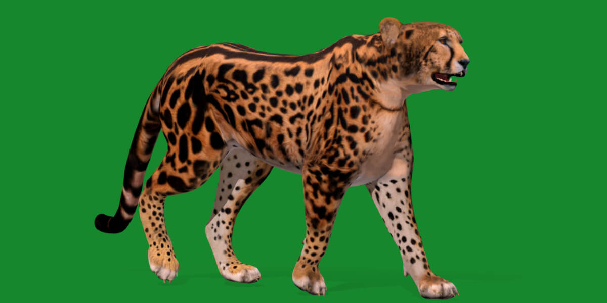 King Cheetah - 3D Model by Nyilonelycompany