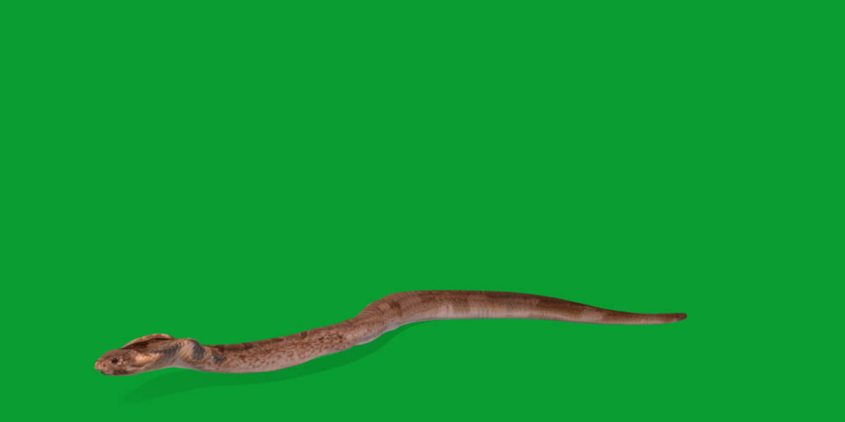 King Cobra Snake - 3D Model by Nyilonelycompany