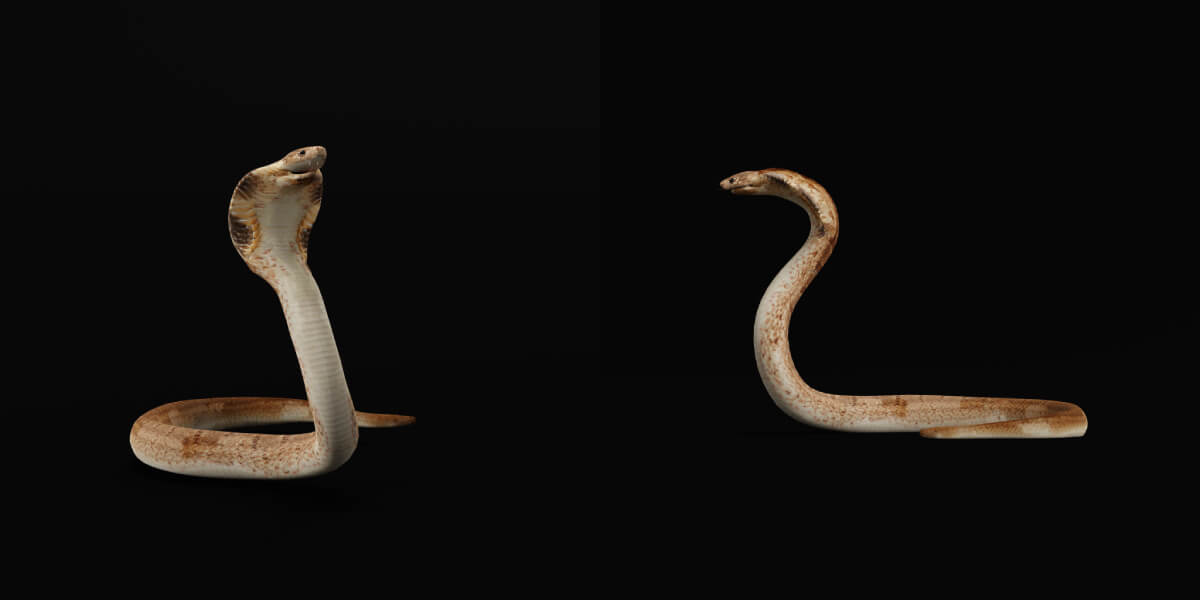 King Cobra Snake - 3D Model by Nyilonelycompany