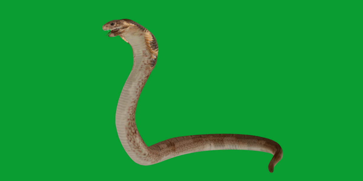 King Cobra Snake - 3D Model by Nyilonelycompany