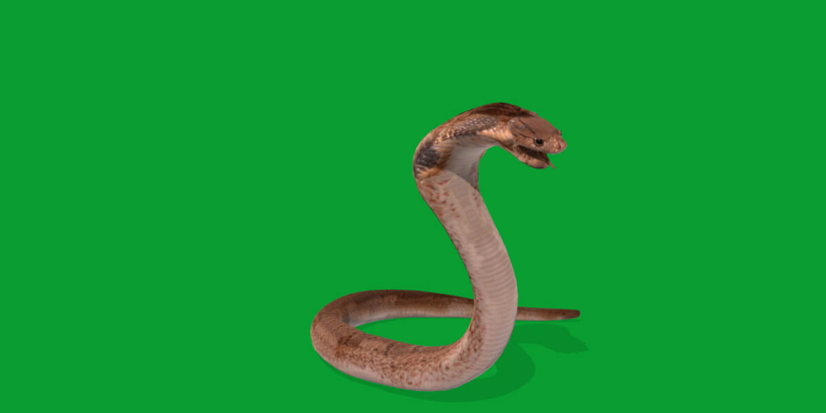 King Cobra Snake - 3D Model by Nyilonelycompany