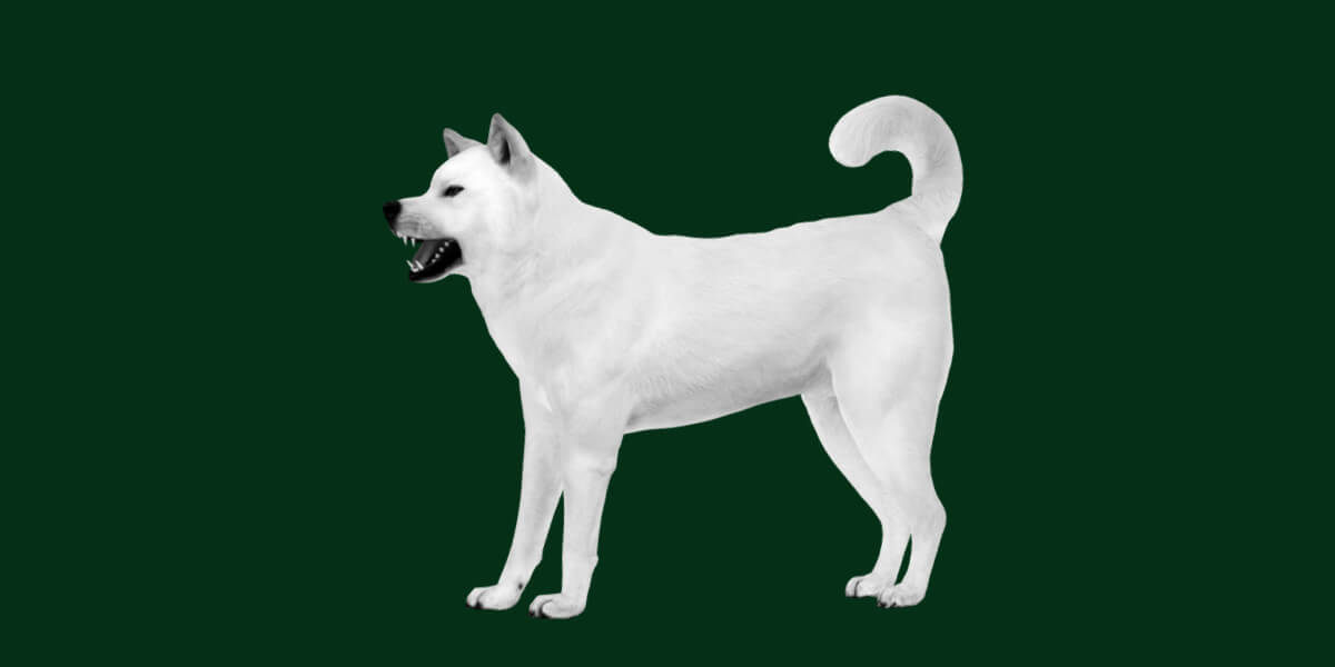 Kishu Inu Japan Dog Breed - 3D Model by Nyilonelycompany