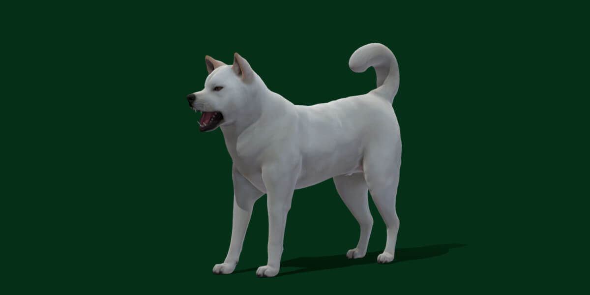 Kishu Inu Japan Dog Breed - 3D Model by Nyilonelycompany
