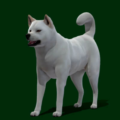 Kishu Inu Japan Dog Breed - 3D Model by Nyilonelycompany