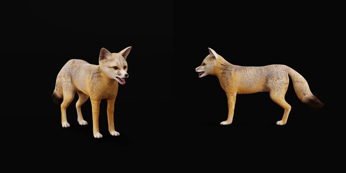 Kit Fox Vulpes Macrotis - 3D Model by Nyilonelycompany