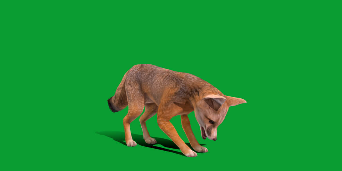 Kit Fox Vulpes Macrotis - 3D Model by Nyilonelycompany