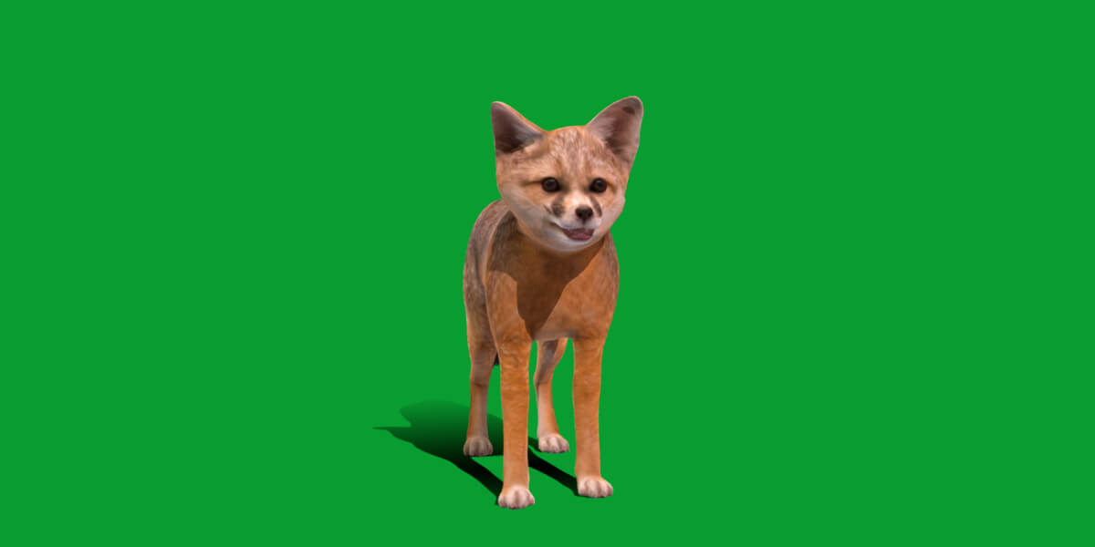 Kit Fox Vulpes Macrotis - 3D Model by Nyilonelycompany