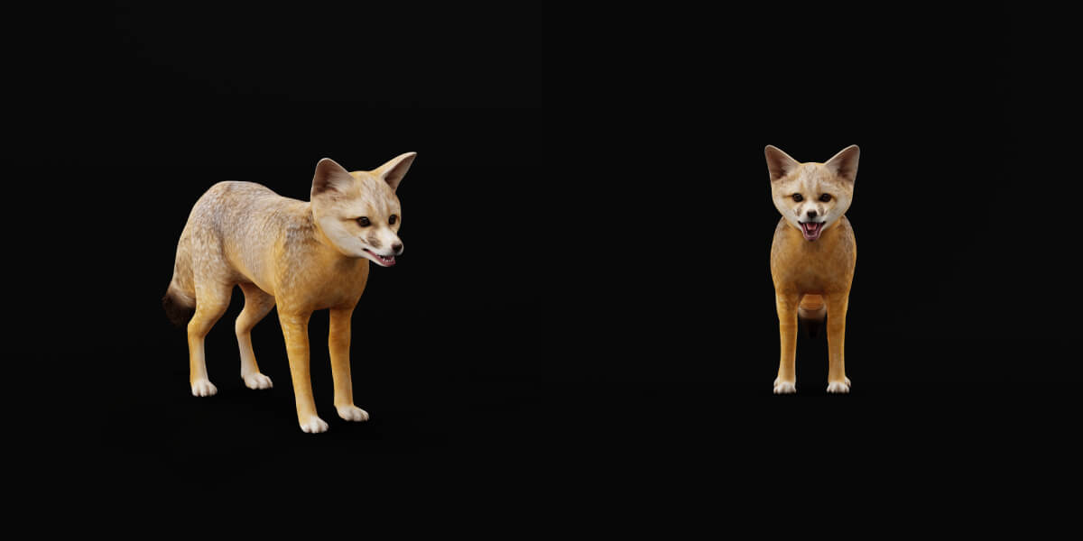 Kit Fox Vulpes Macrotis - 3D Model by Nyilonelycompany