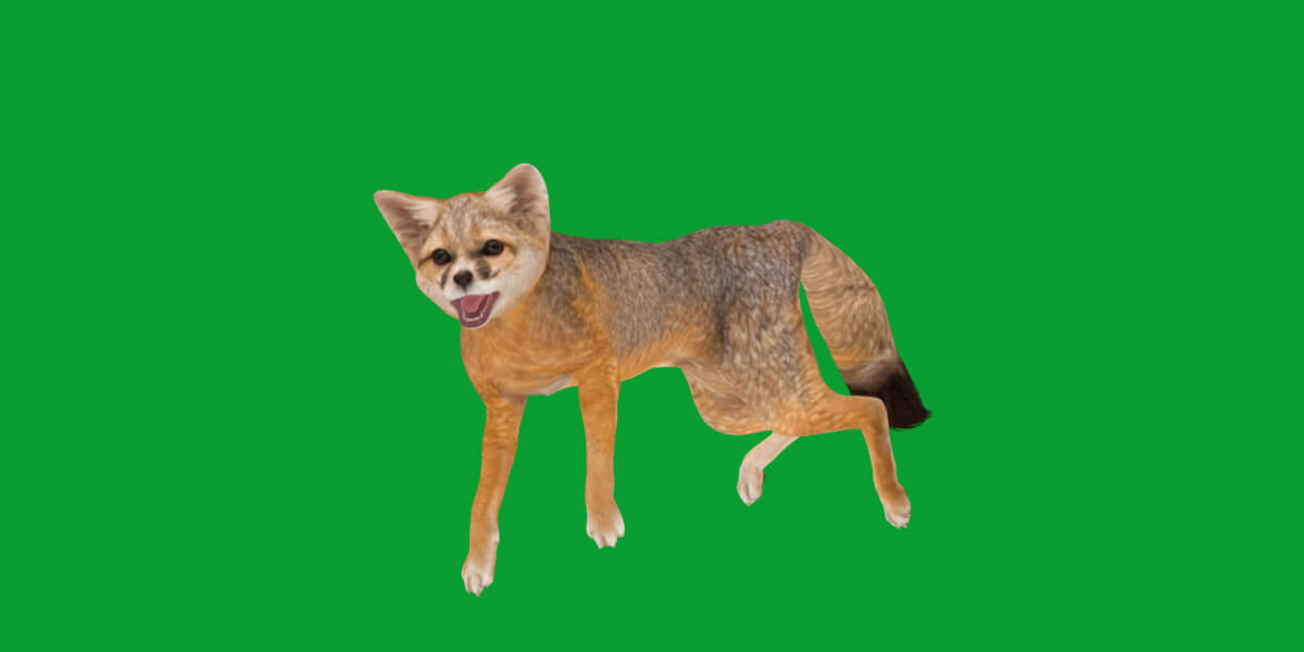 Kit Fox Vulpes Macrotis - 3D Model by Nyilonelycompany