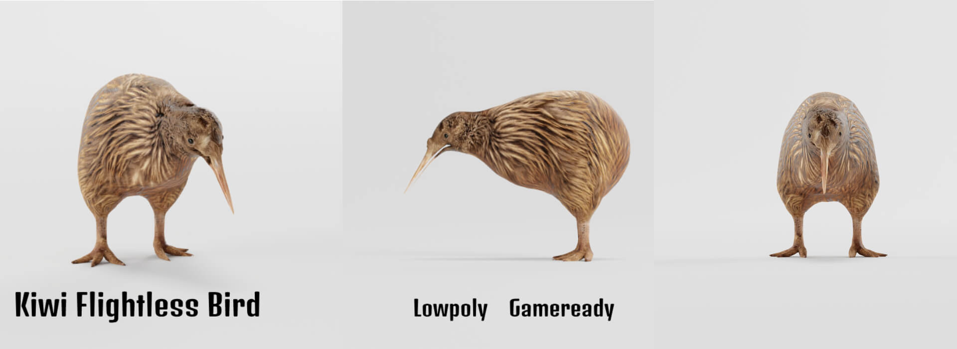 Kiwi Flightless Bird Animal - 3D Model by Nyilonelycompany