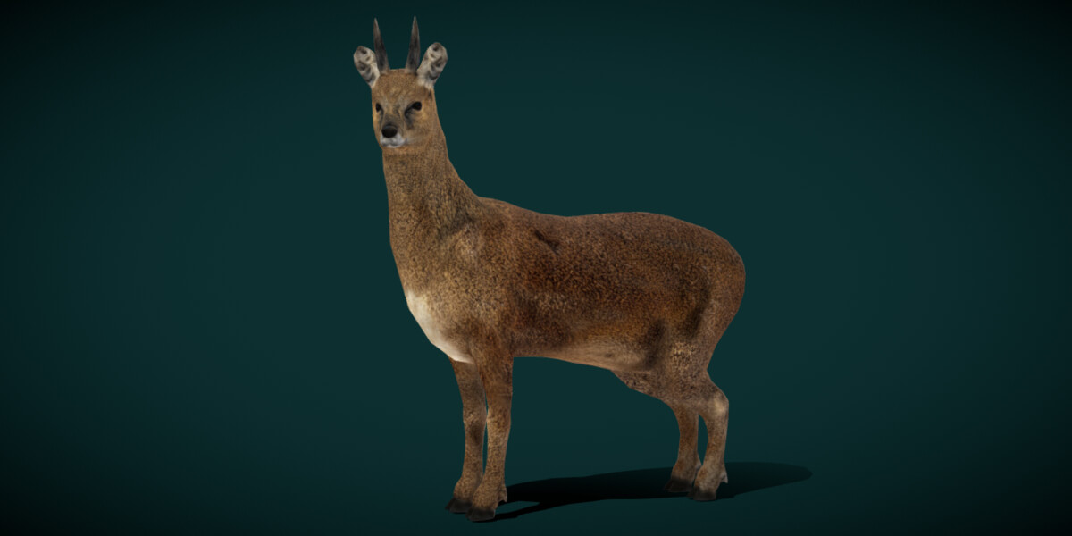 Klipspringer Small Antelope - 3D Model by Nyilonelycompany