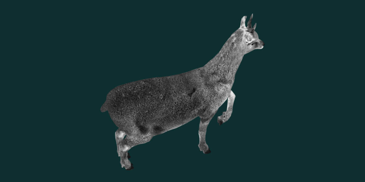 Klipspringer Small Antelope - 3D Model by Nyilonelycompany