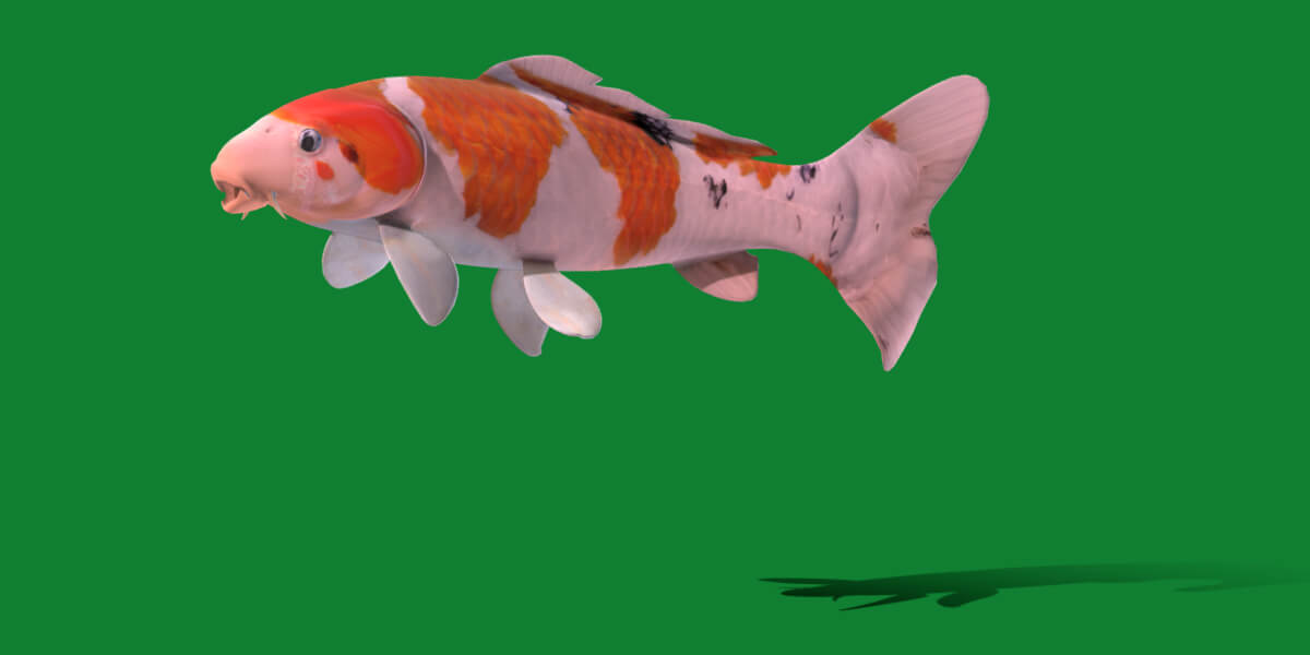 Koi Carp Fish - 3D Model by Nyilonelycompany