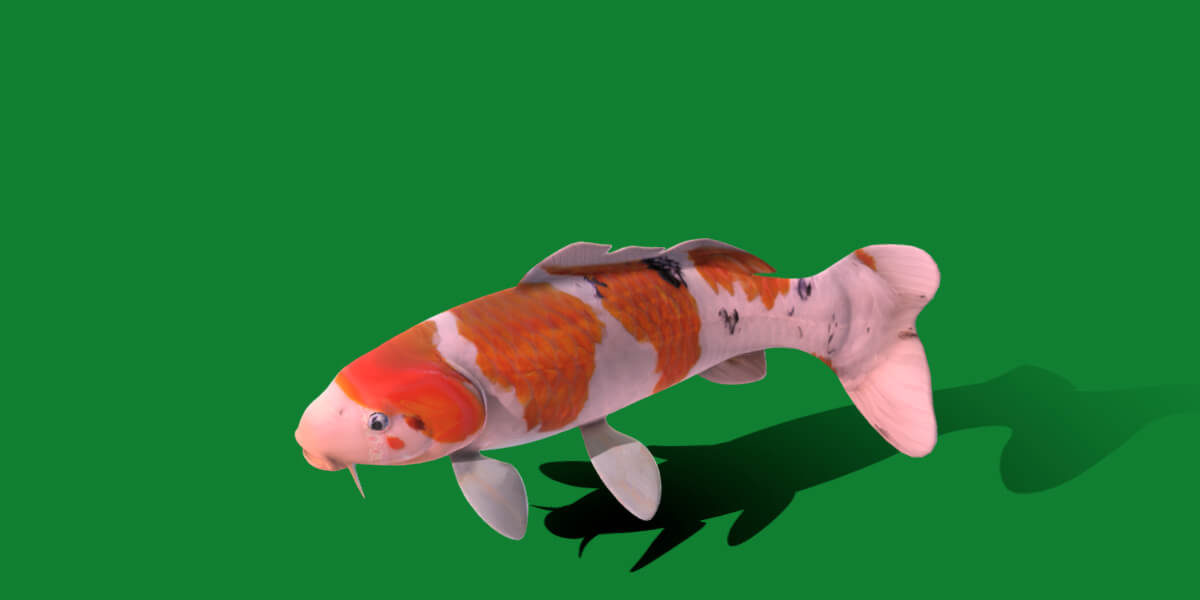 Koi Carp Fish - 3D Model by Nyilonelycompany