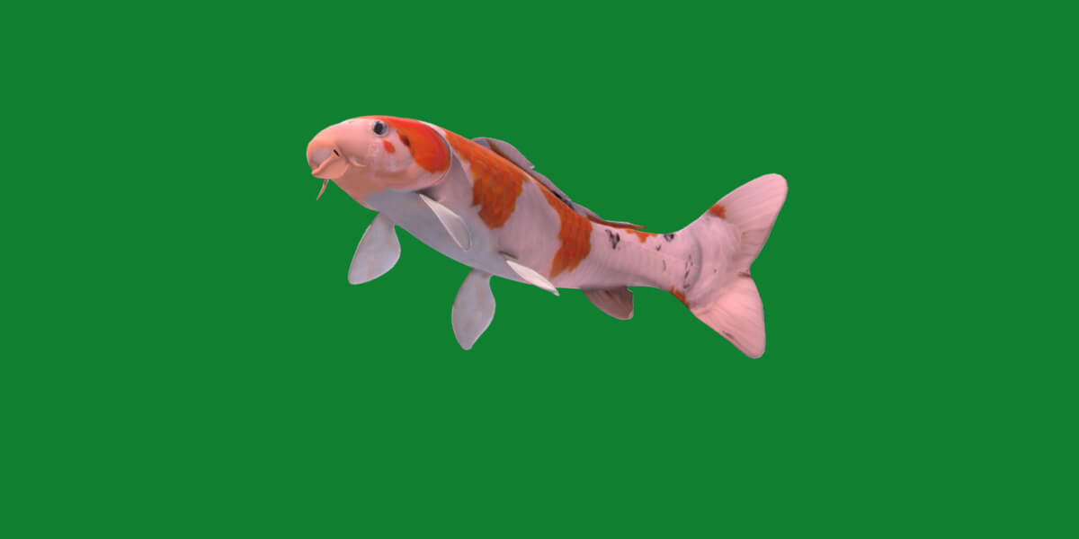 Koi Carp Fish - 3D Model by Nyilonelycompany