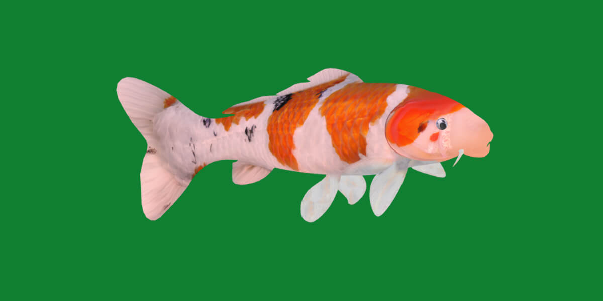 Koi Carp Fish - 3D Model by Nyilonelycompany