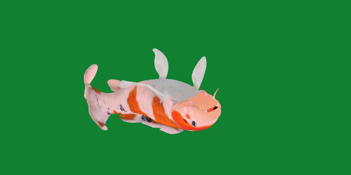 Koi Carp Fish - 3D Model by Nyilonelycompany