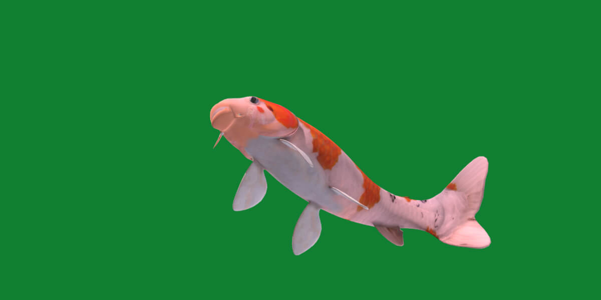 Koi Carp Fish - 3D Model by Nyilonelycompany