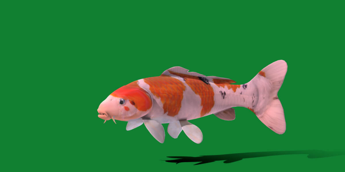 Koi Carp Fish - 3D Model by Nyilonelycompany