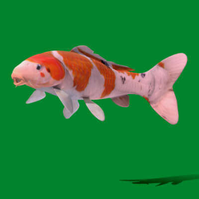 Koi Carp Fish - 3D Model by Nyilonelycompany
