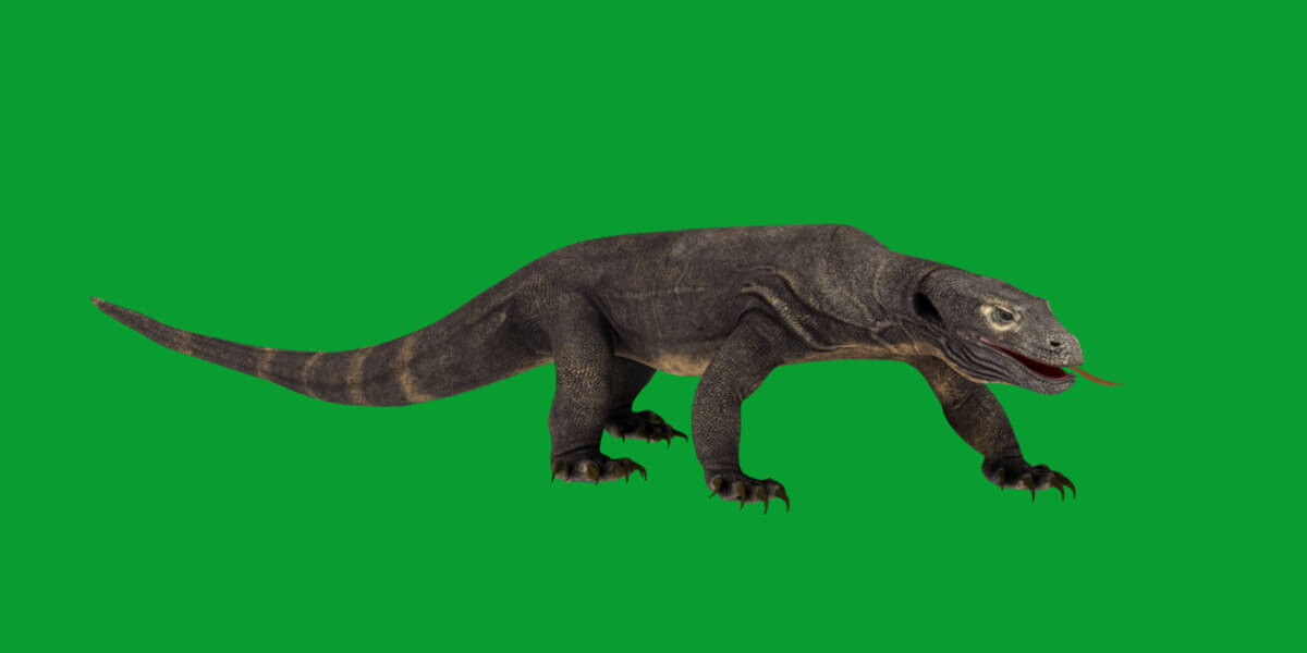 Komodo Dragon Monitor Lizard - 3D Model by Nyilonelycompany