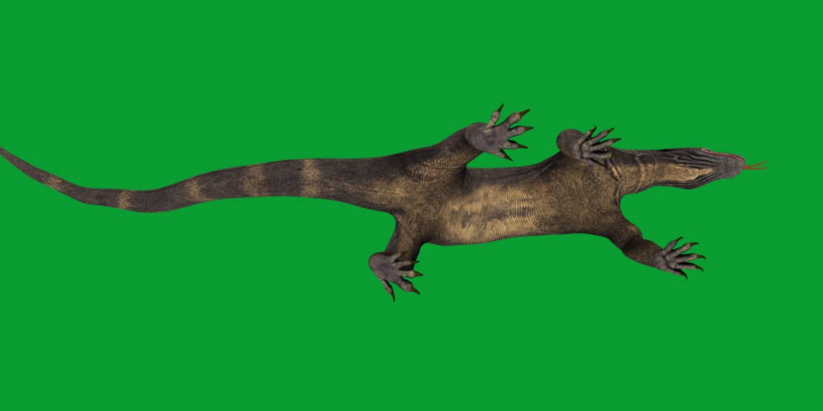 Komodo Dragon Monitor Lizard - 3D Model by Nyilonelycompany